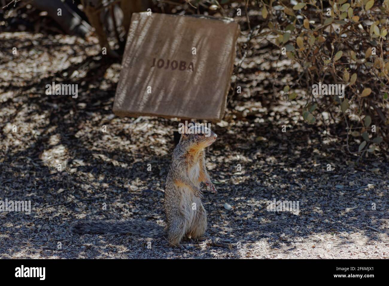 Arizona summer wildlife hi-res stock photography and images - Alamy
