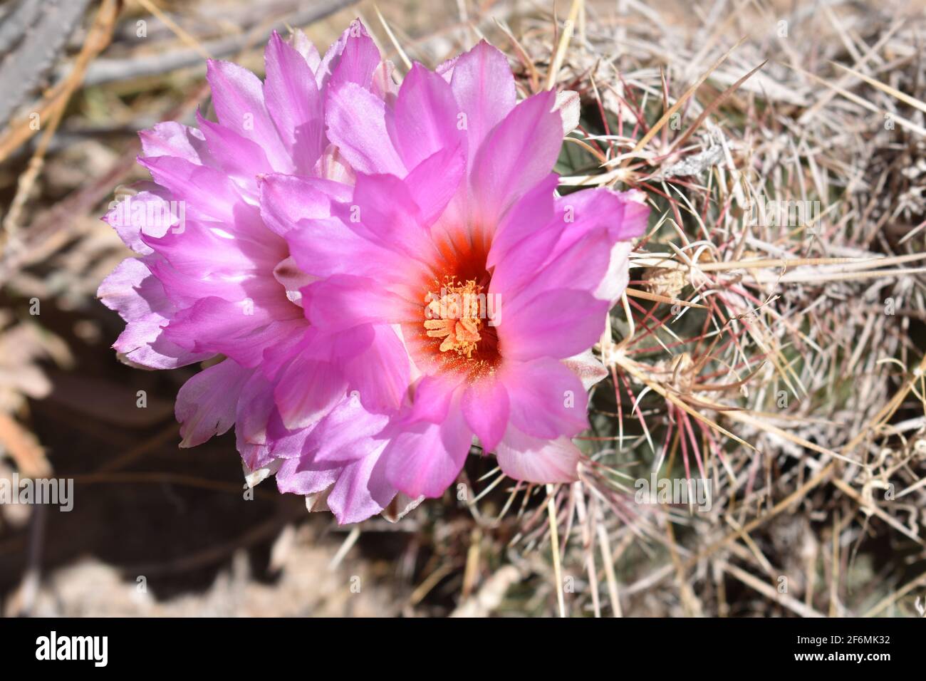 Cactus arboretum hi-res stock photography and images - Alamy