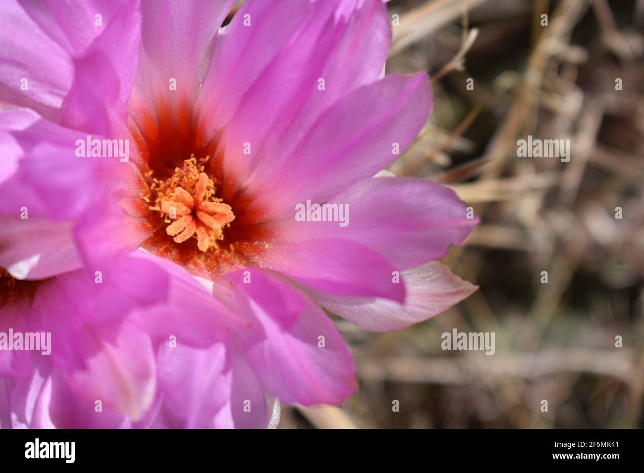 Cactus arboretum hi-res stock photography and images - Alamy