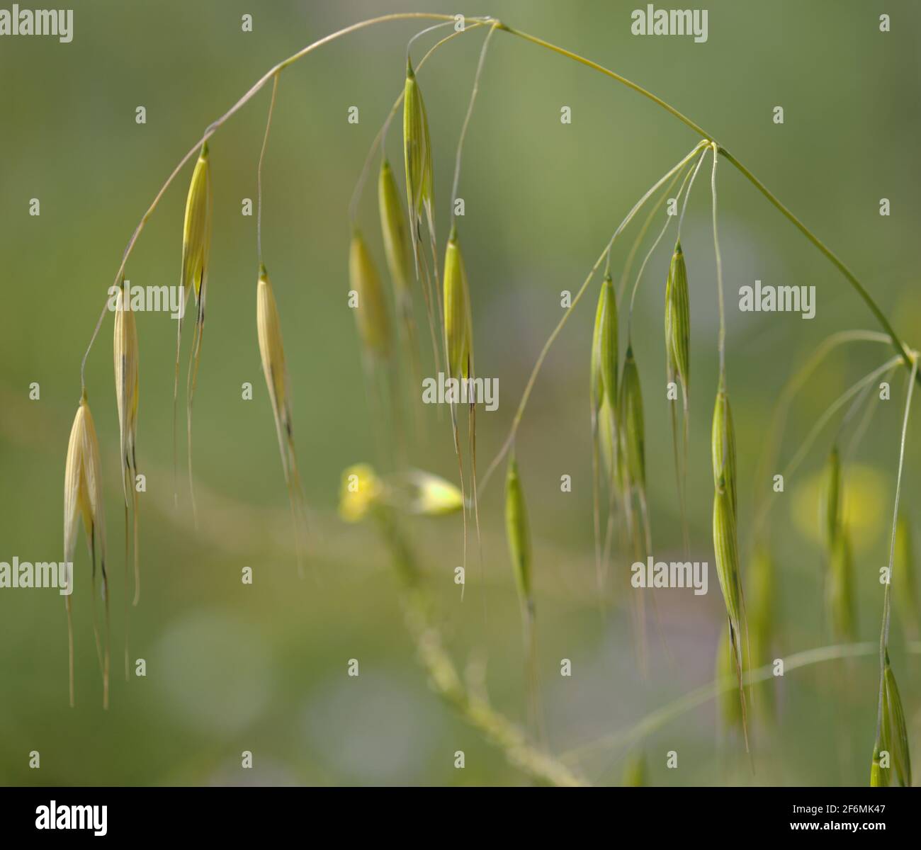 Avena fatua hi-res stock photography and images - Alamy