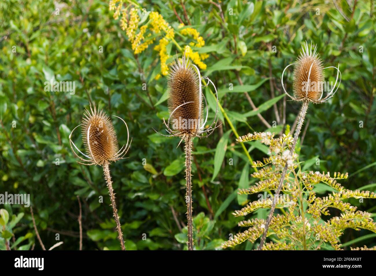 Dipsacas hi-res stock photography and images - Alamy