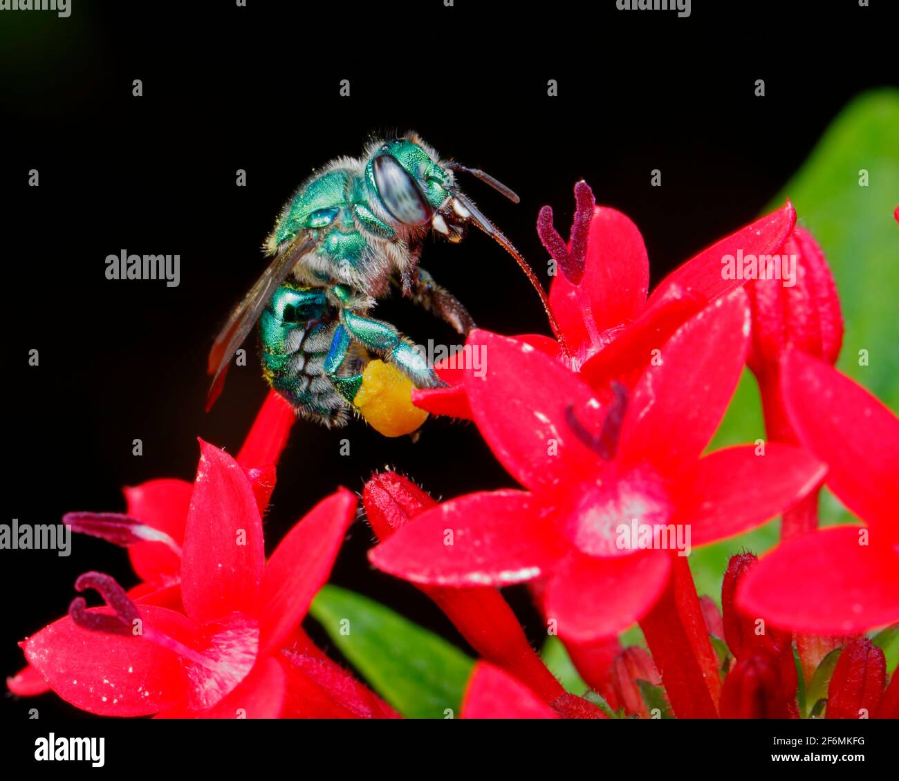 An orchid bee, Euglossa dilemma, nectaring from a fire bush Stock Photo ...