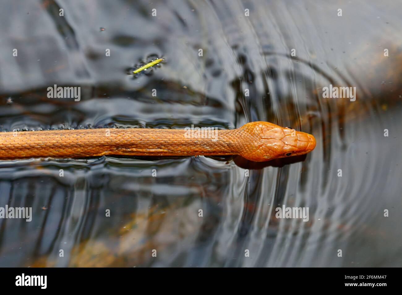 A yellow eastern rat snake, Pantherophis alleghaniensis, forages in a ...