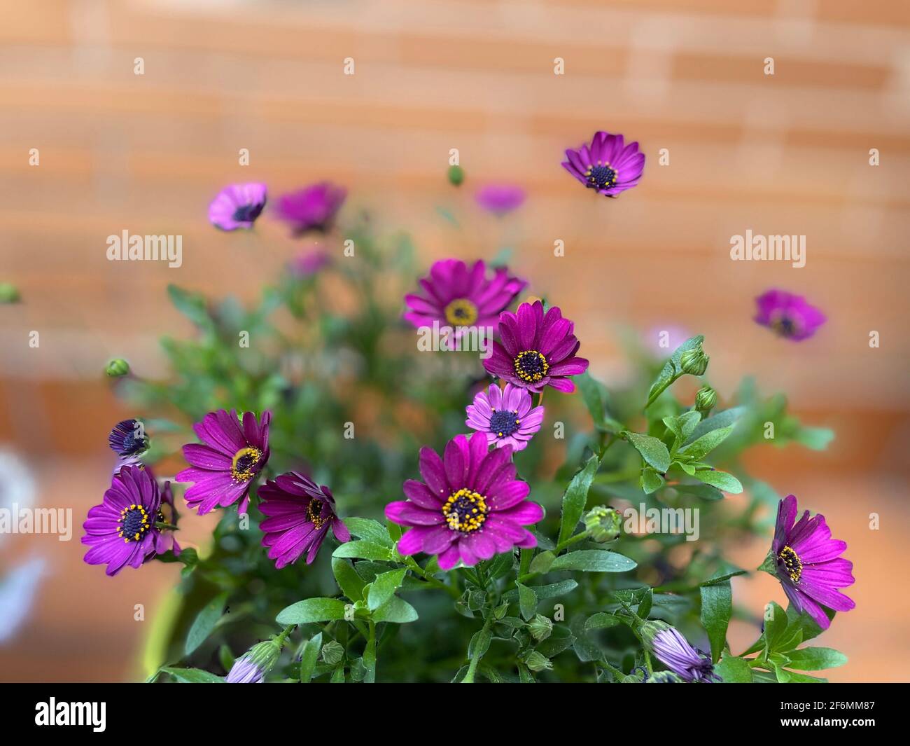 Medicine and botany hi-res stock photography and images - Alamy