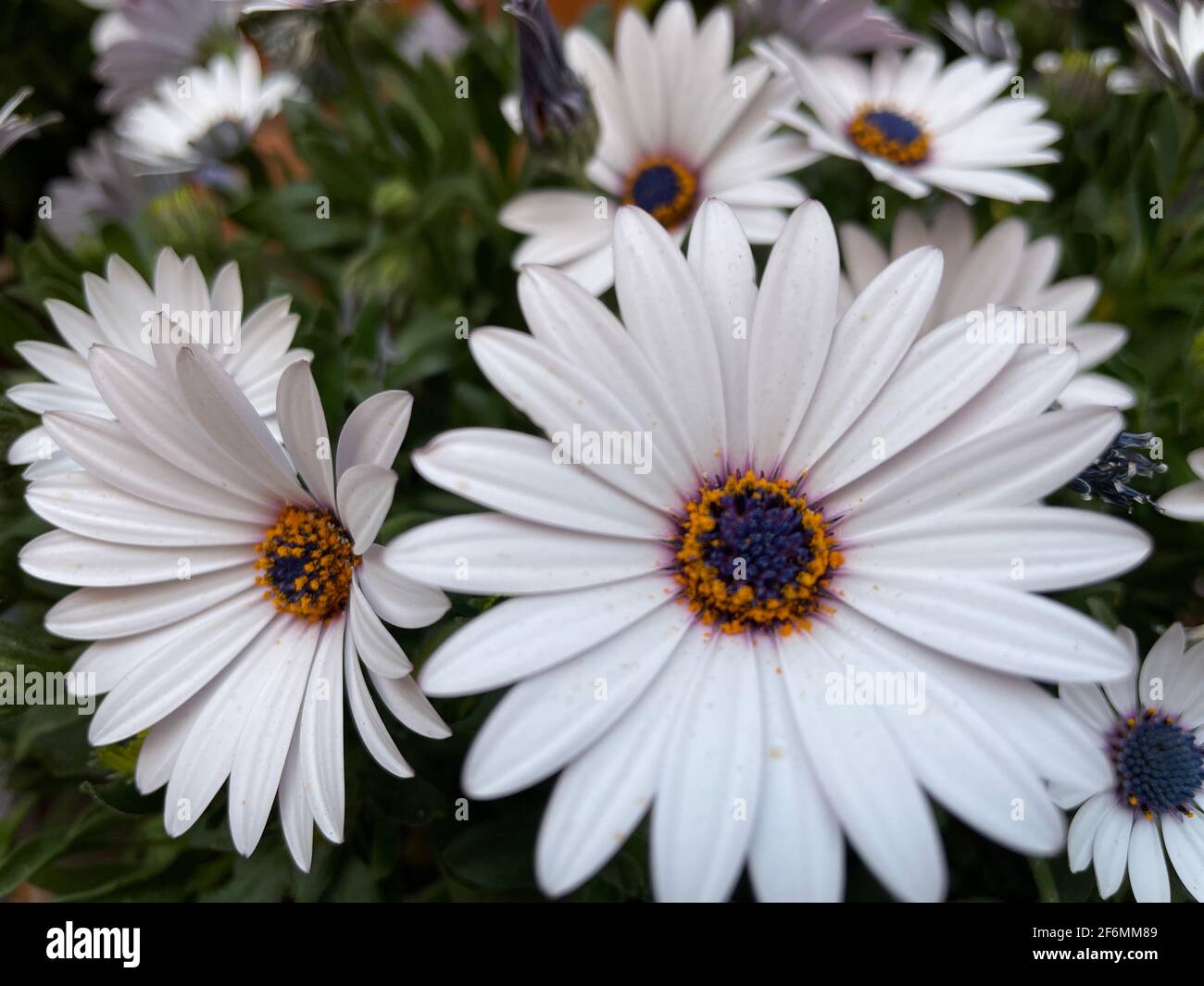 Medicine and botany hi-res stock photography and images - Alamy