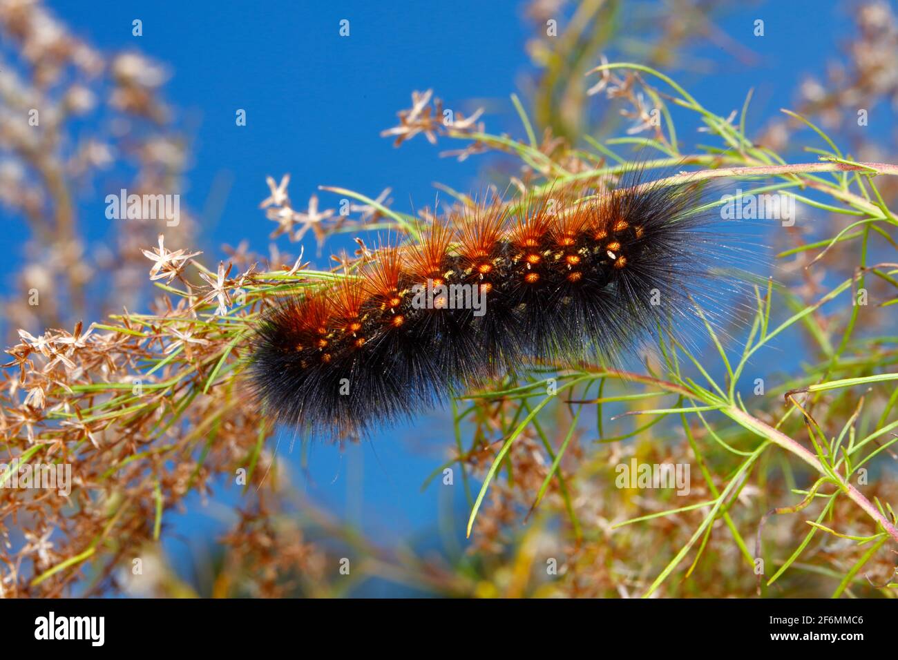 A saltmarsh caterpillar, Estigmene acrea, feeding on salt marsh grasses ...