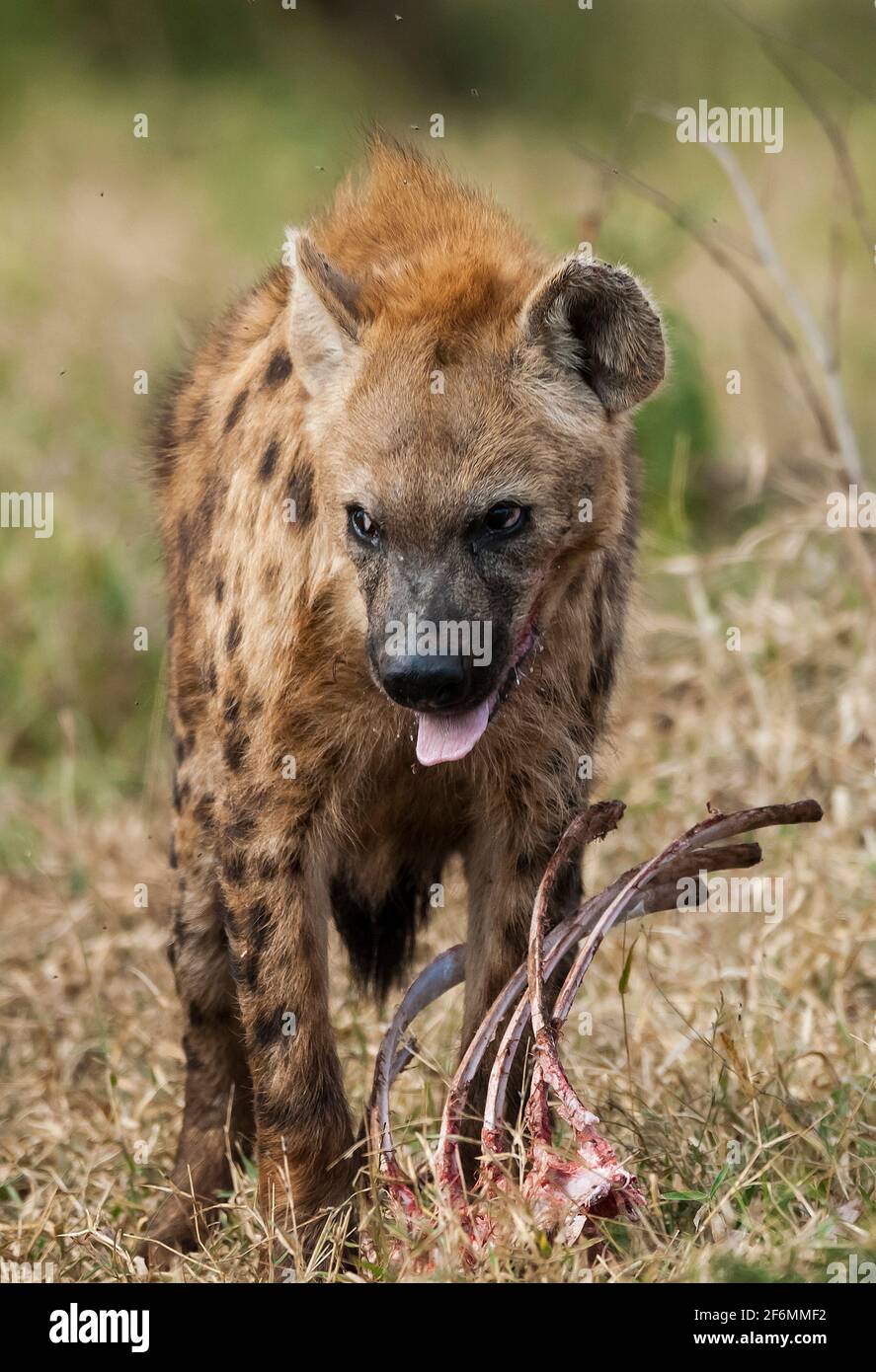African Hyaena in savannah environment, Kruger National park, South ...