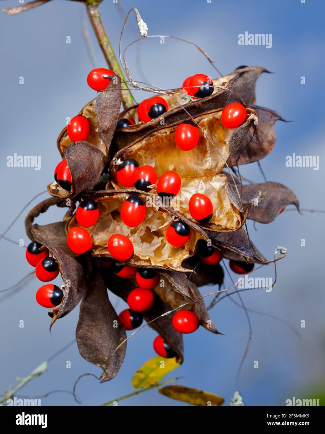 Rosary peas hi-res stock photography and images - Alamy