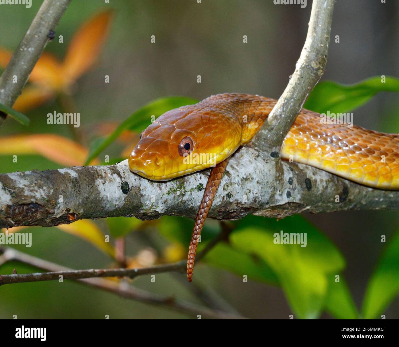 A yellow eastern rat snake, Pantherophis alleghaniensis, forages in a ...