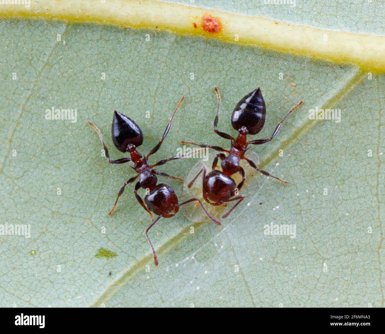 two acrobat ants, Crematogaster ashmeadiare, taking honeydew from a ...