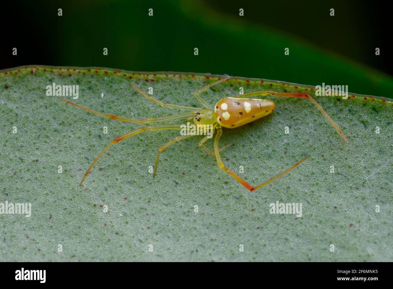 Theridion hi-res stock photography and images - Alamy