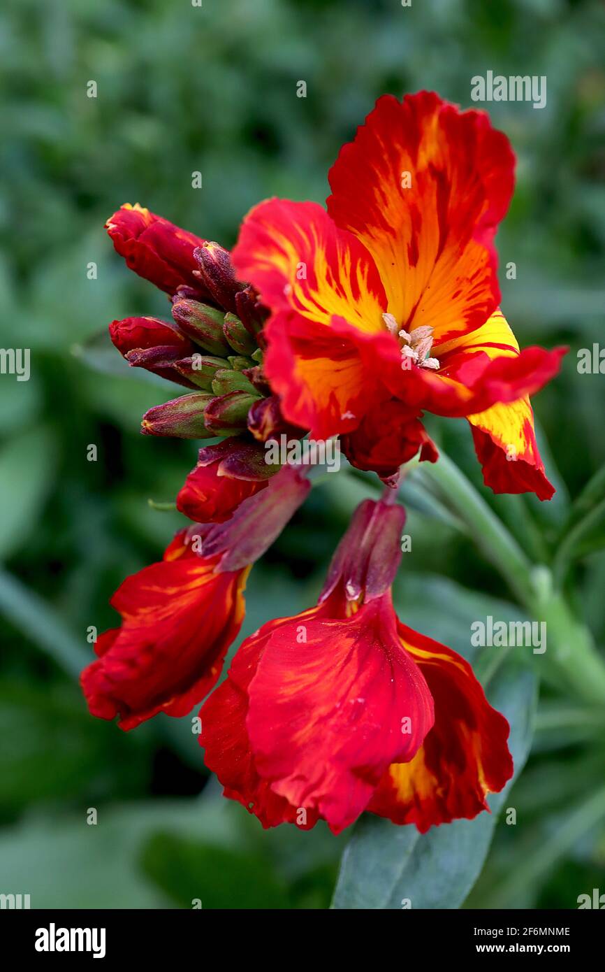 Erysimum cheiri ‘Scarlet bedder’ with mosaic virus Wallflower Scarlet ...