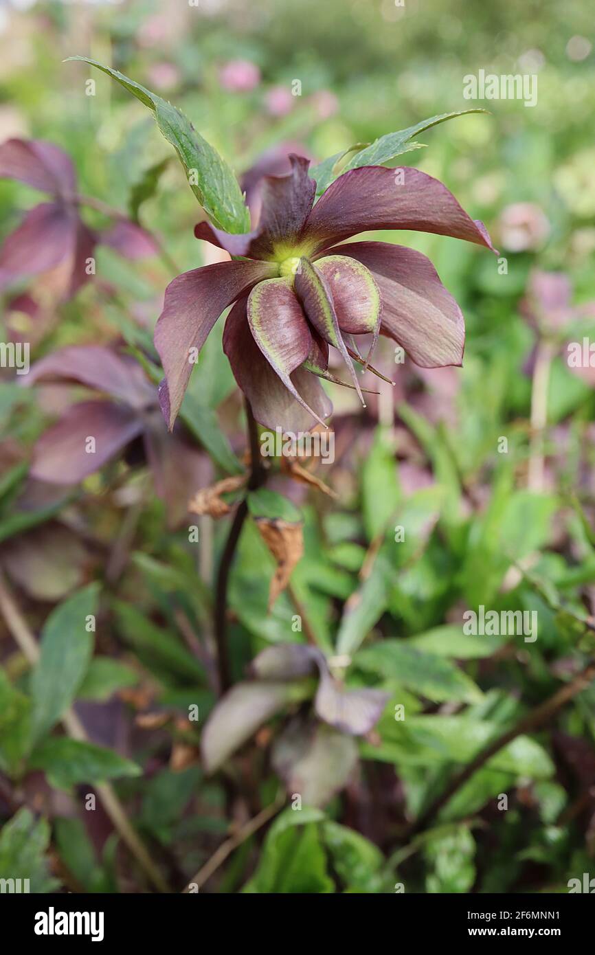 Hellebore seed pods hi-res stock photography and images - Alamy