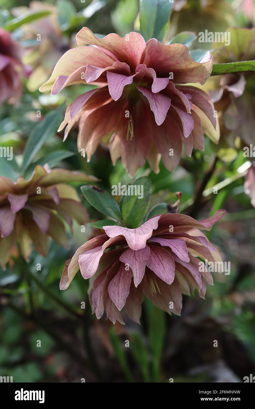 ‘double ellen red’ helleborus hi-res stock photography and images - Alamy