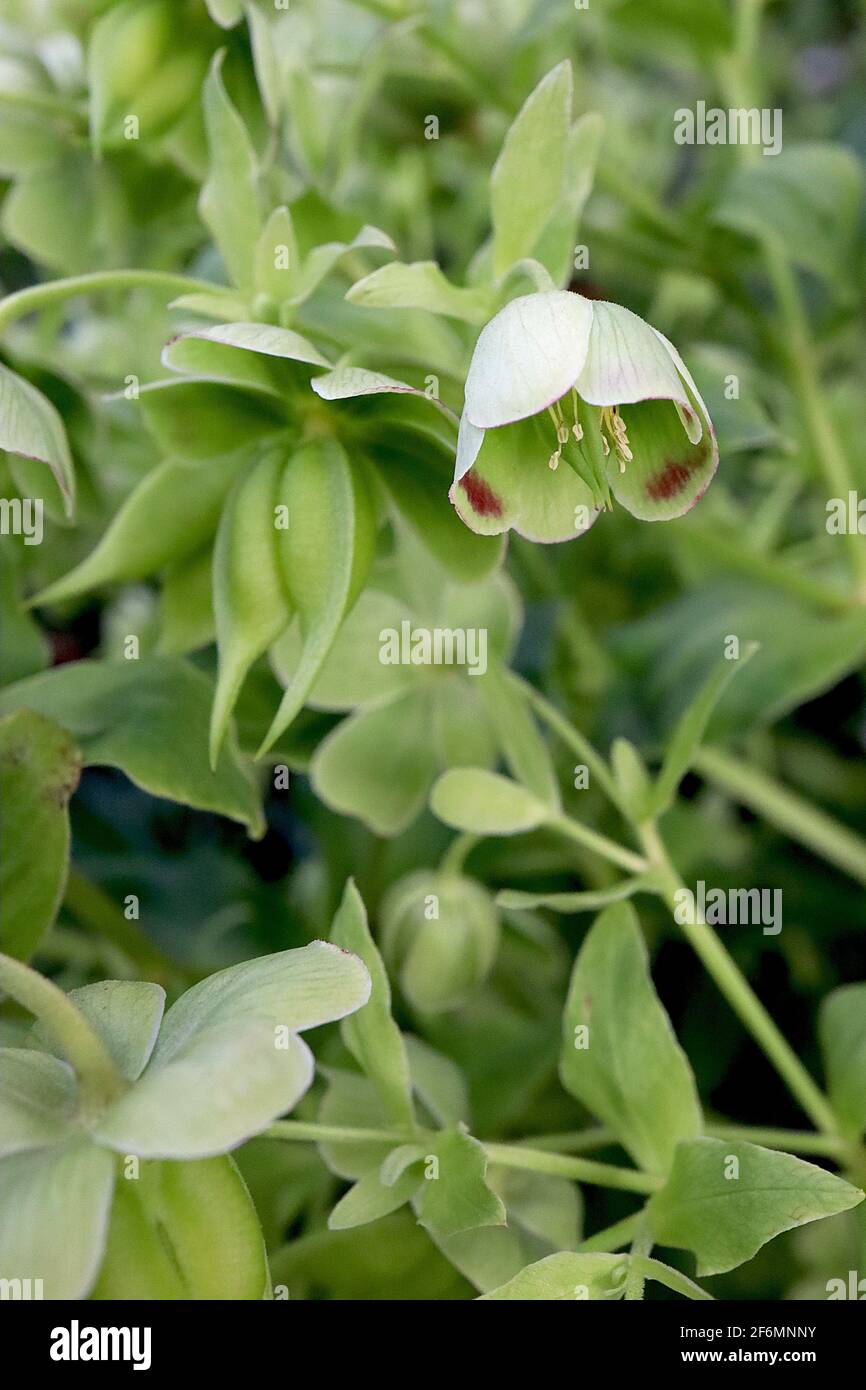 Stinking hellebore uk hi-res stock photography and images - Alamy