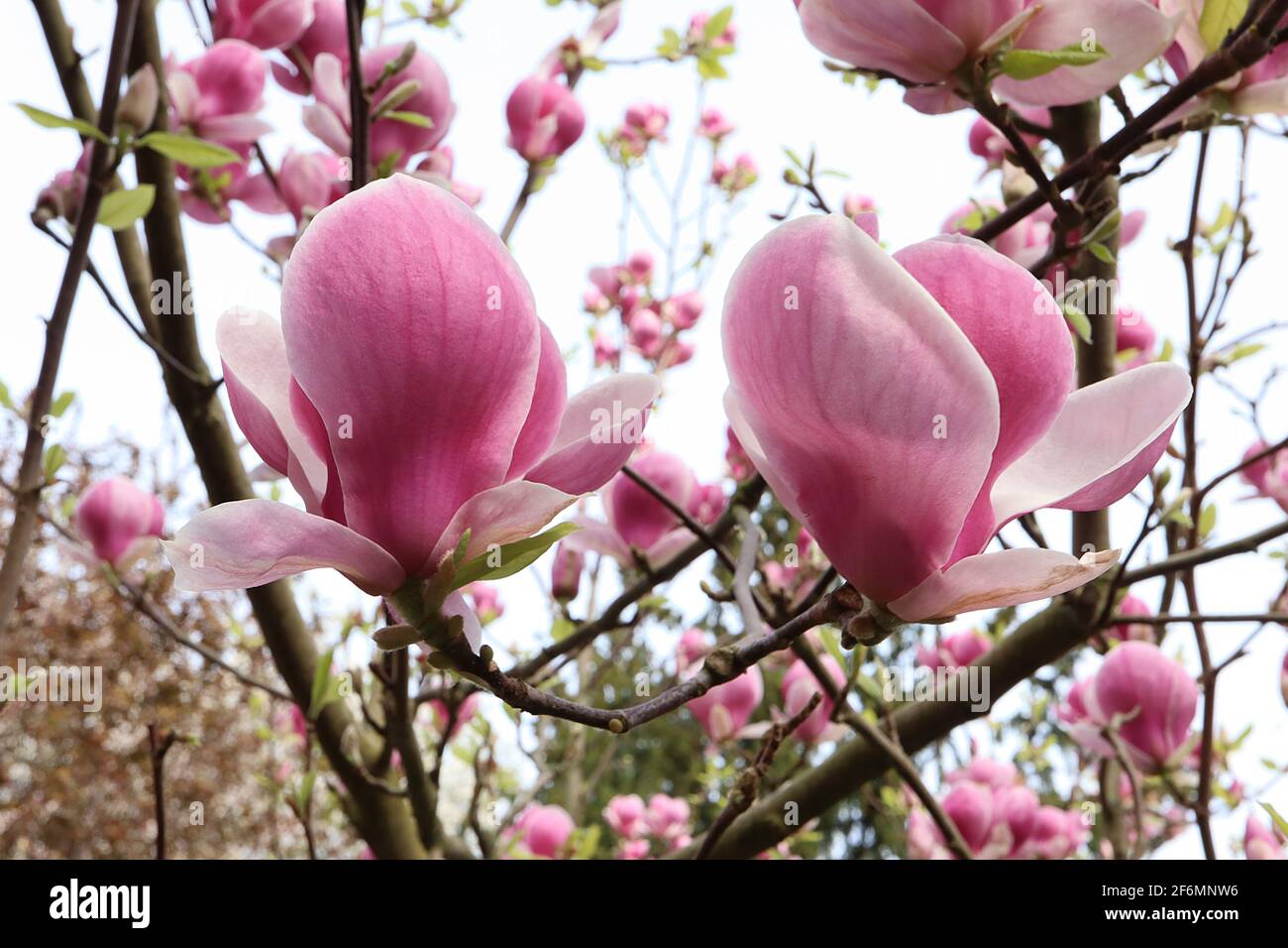 Magnolia x soulangeana ‘Rustica Rubra’ Saucer Magnolia Rustica Rubra ...