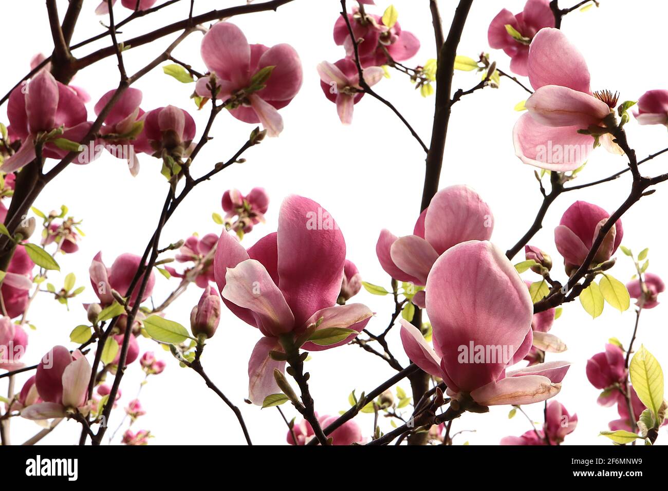 Magnolia Rustica Rubra High Resolution Stock Photography and Images - Alamy