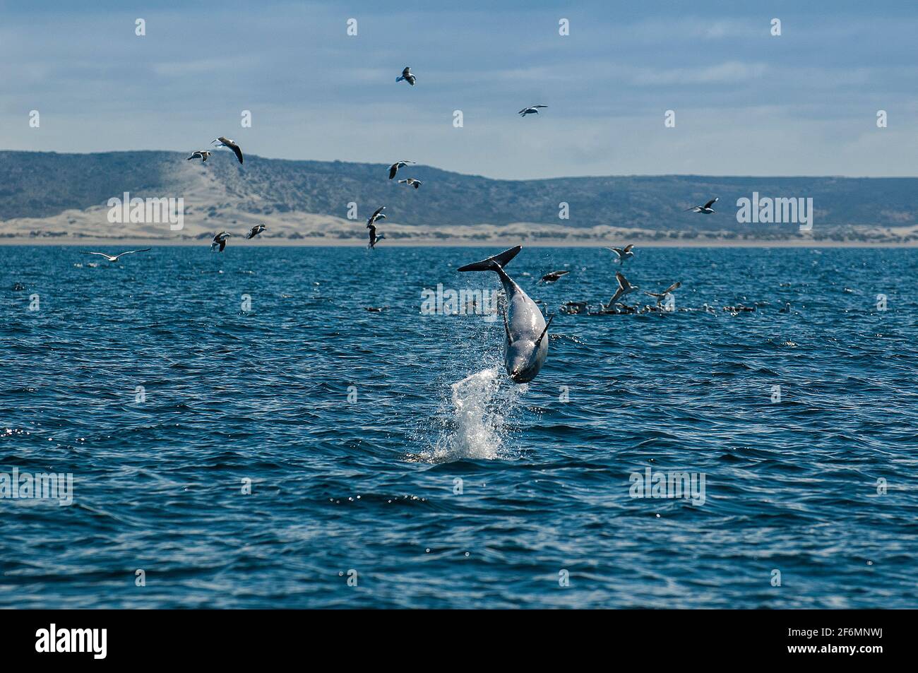 Funny ocean animals hi-res stock photography and images - Alamy