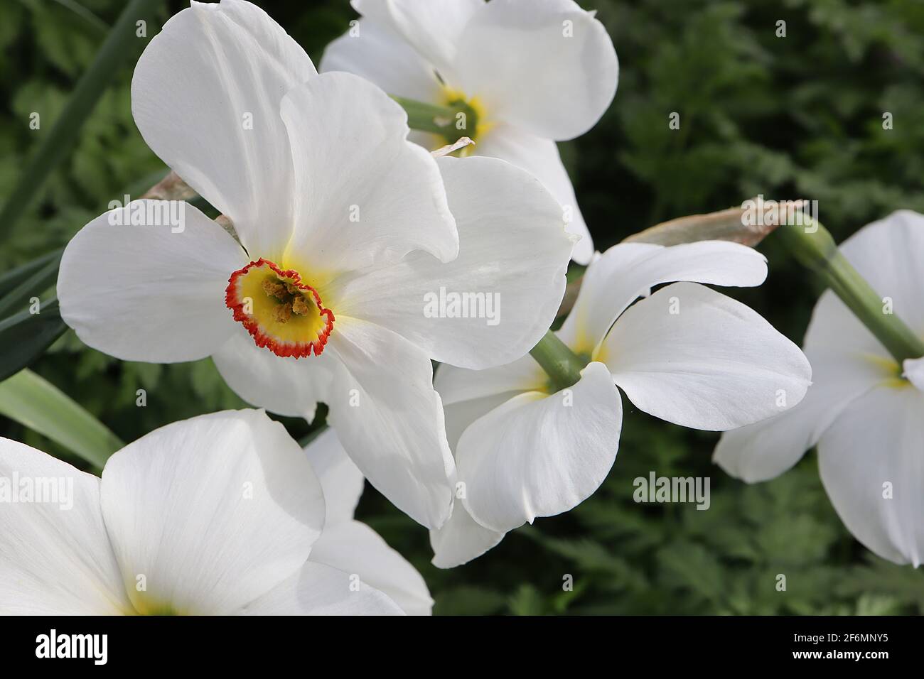 Narcissus / Daffodil Poeticus var. recurvus Division 13 Botanical Name ...
