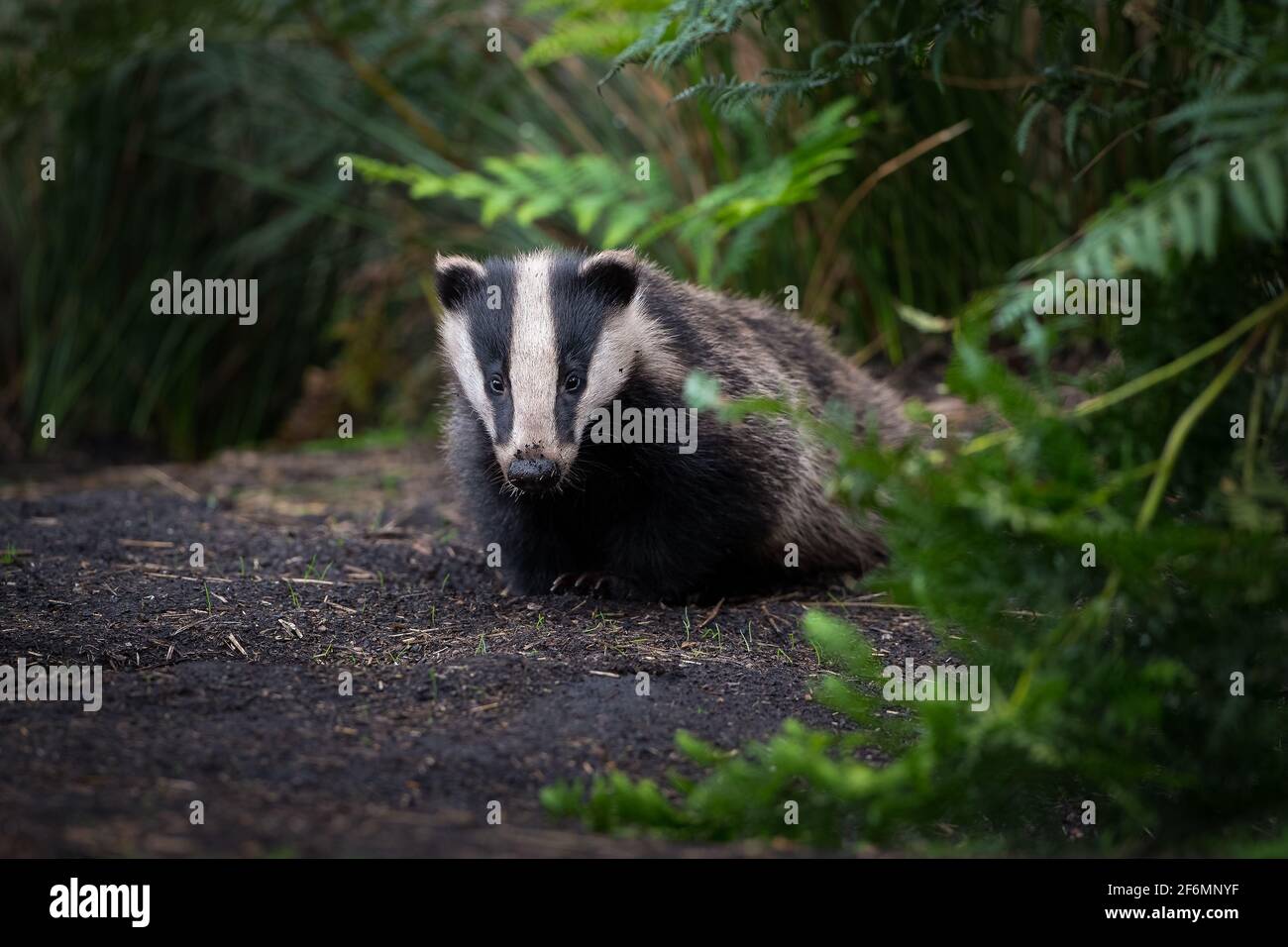 Badgers in the wild hi-res stock photography and images - Alamy