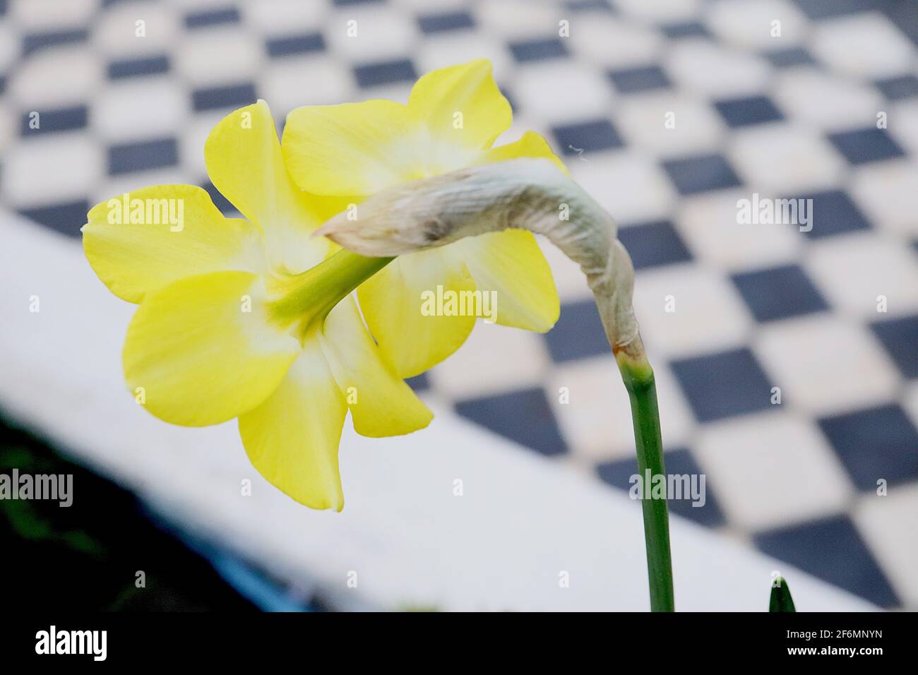 Dwarf jonquilla daffodil hi-res stock photography and images - Alamy