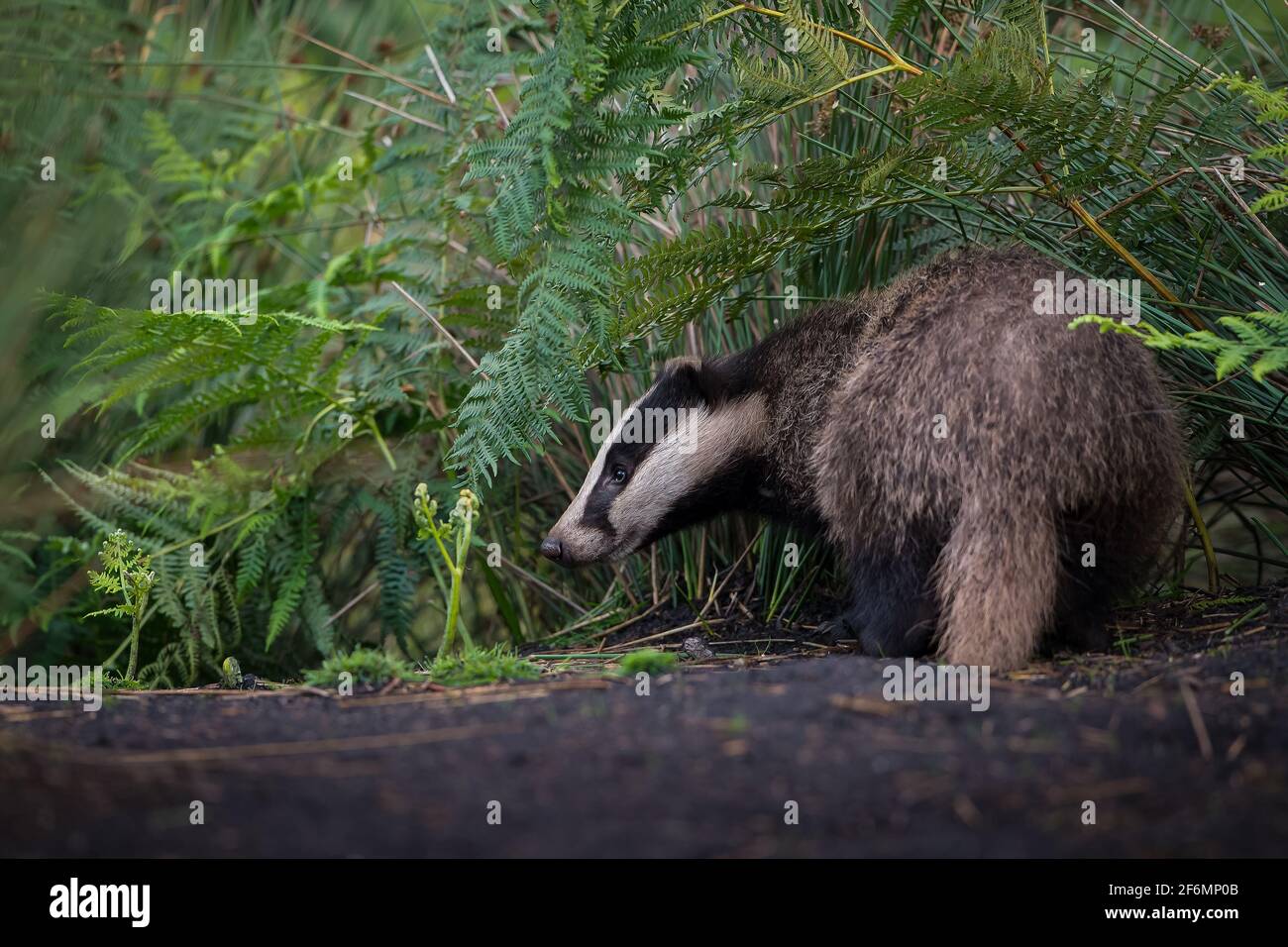 Wild badgers in the daytime Stock Photo - Alamy