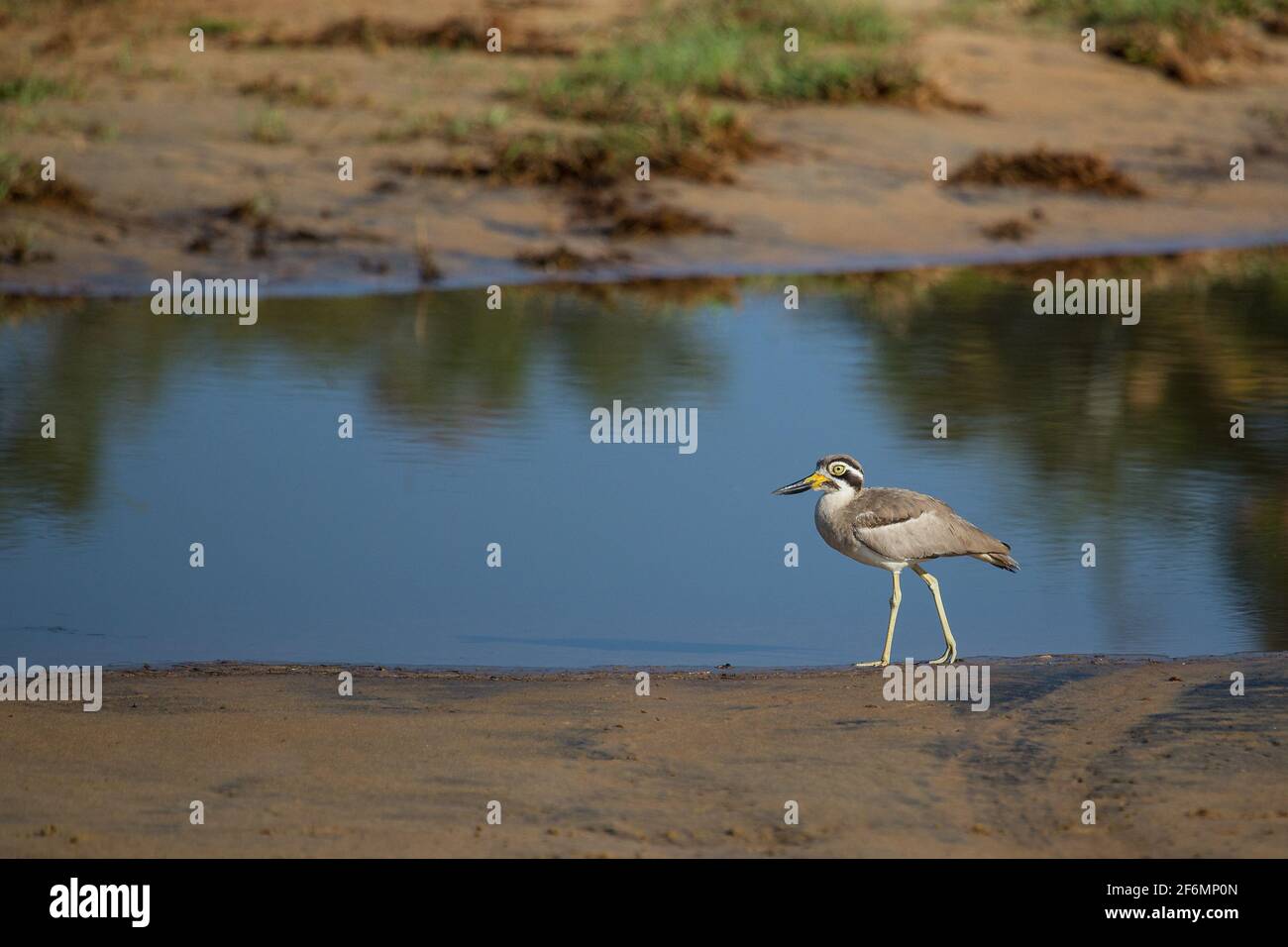 The great stone curlew hi-res stock photography and images - Alamy