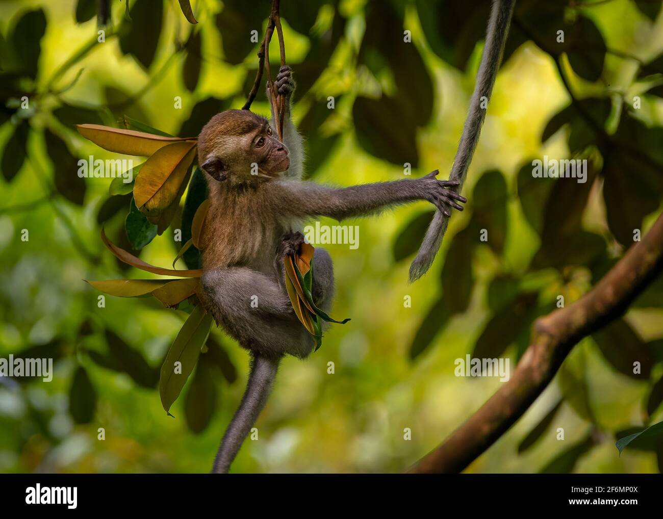 Wild long-tailed Macaques playing Stock Photo - Alamy