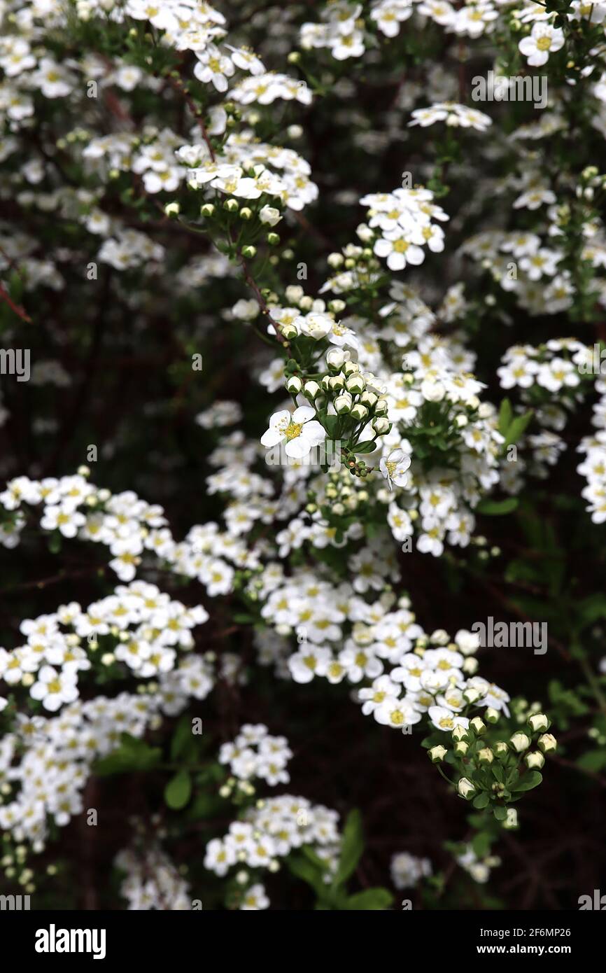 Spiraea x cinerea grefsheim Garland Spiraea – arching branches with ...