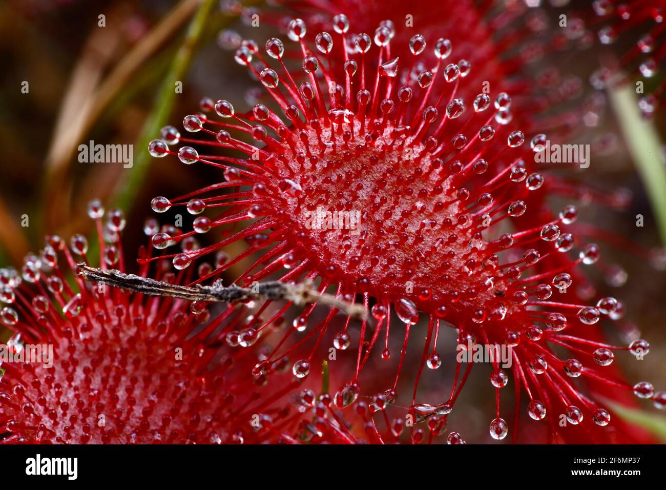 Sundew plants in northern Florida Stock Photo - Alamy