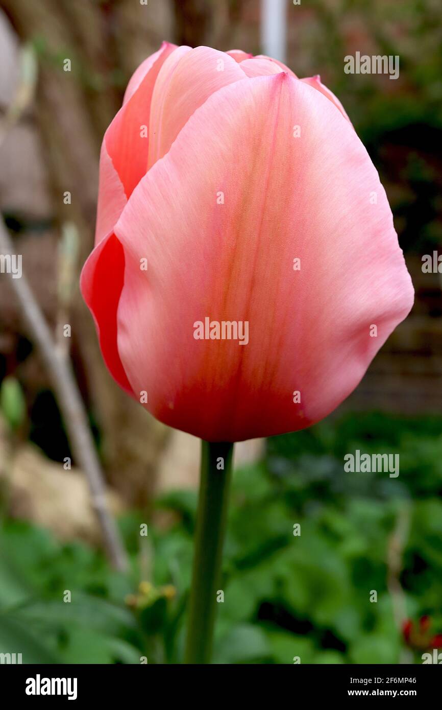 Darwin hybrid tulip salmon impression hi-res stock photography and ...