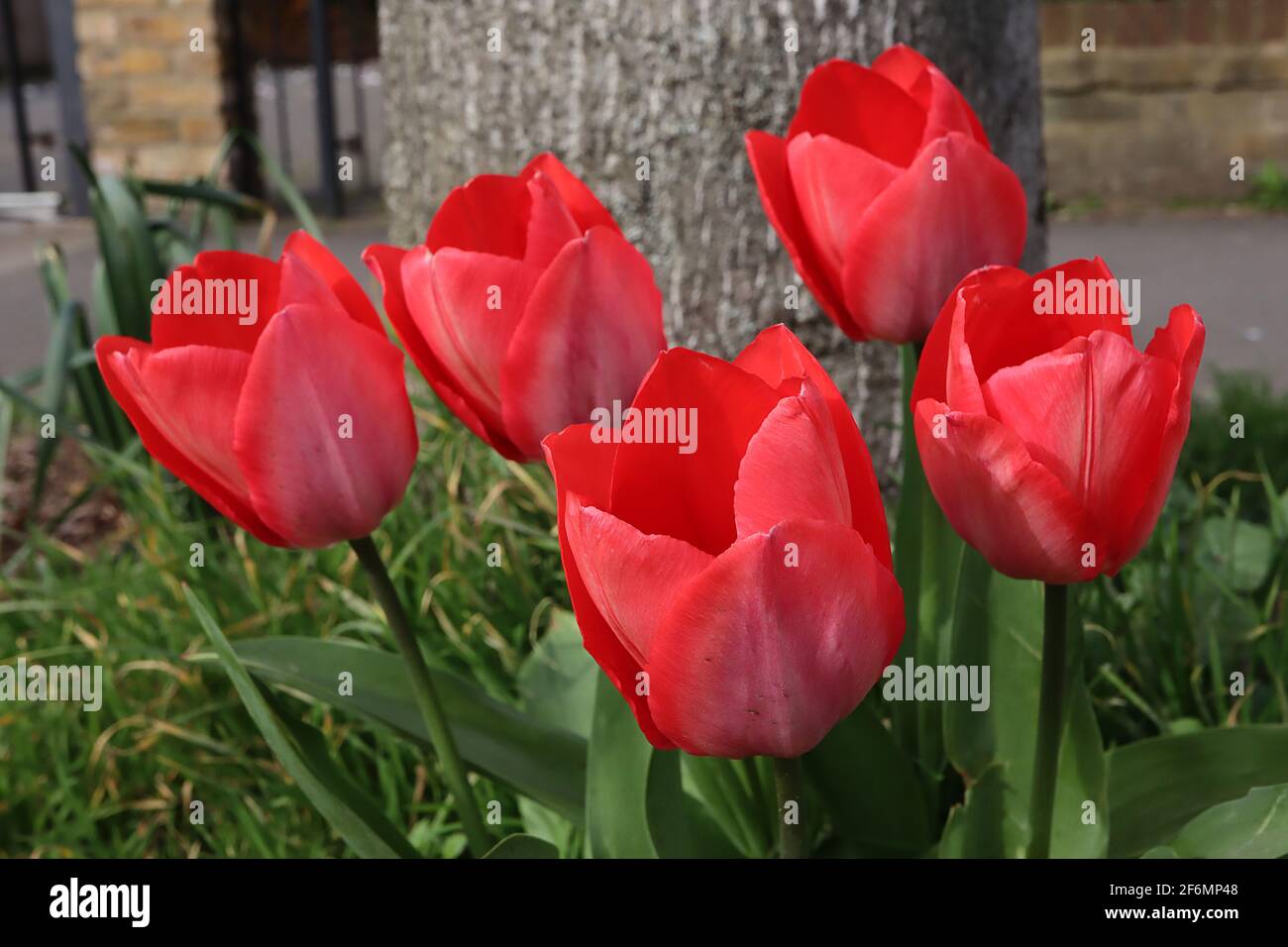 Tulipa ‘Red Power’ Triumph tulip 3 Red Power tulip – red flowers, dusky ...