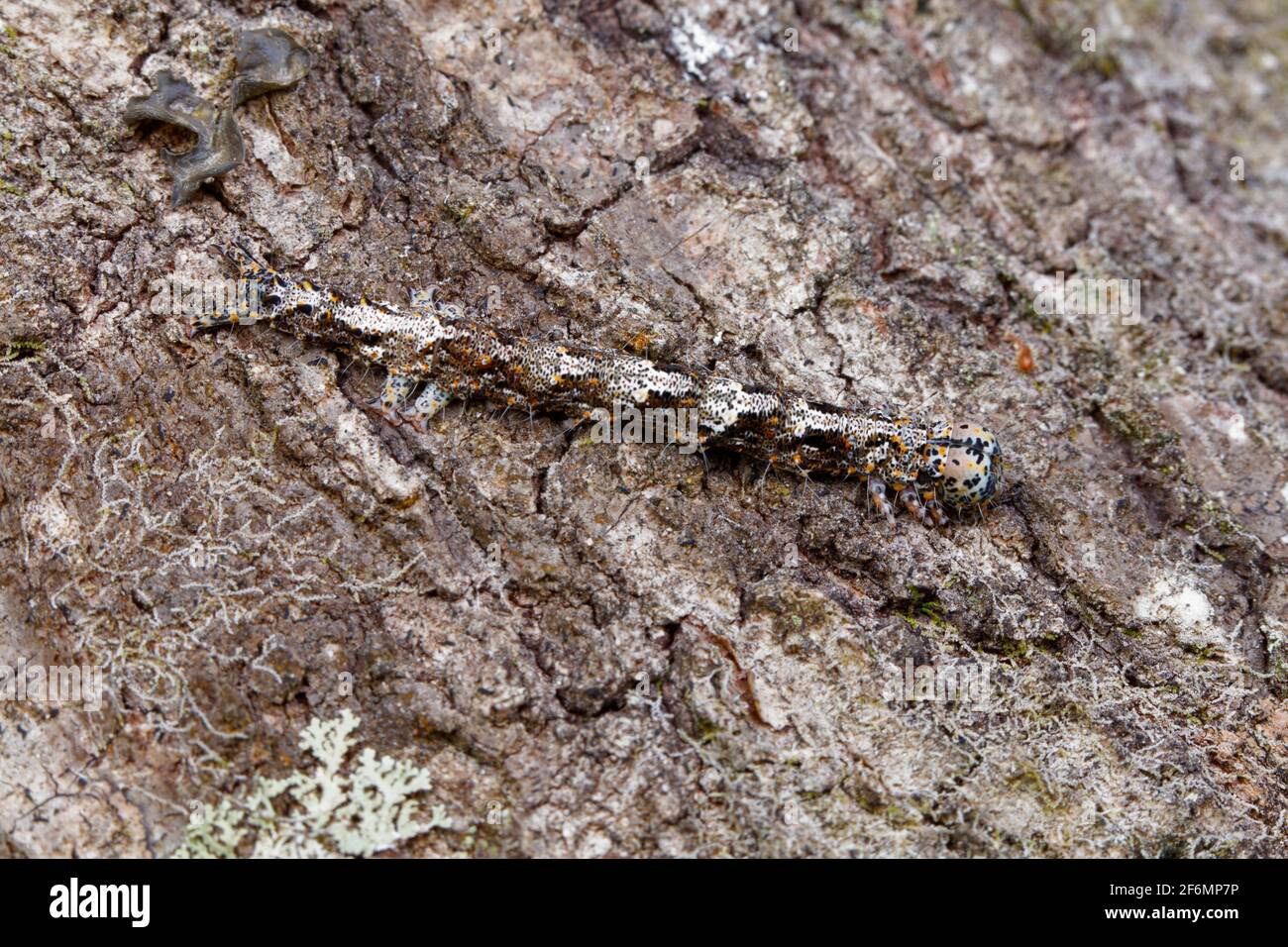 Animal blends with background hi-res stock photography and images - Alamy