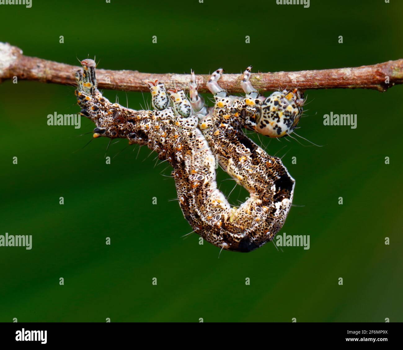 Animal blends with background hi-res stock photography and images - Alamy