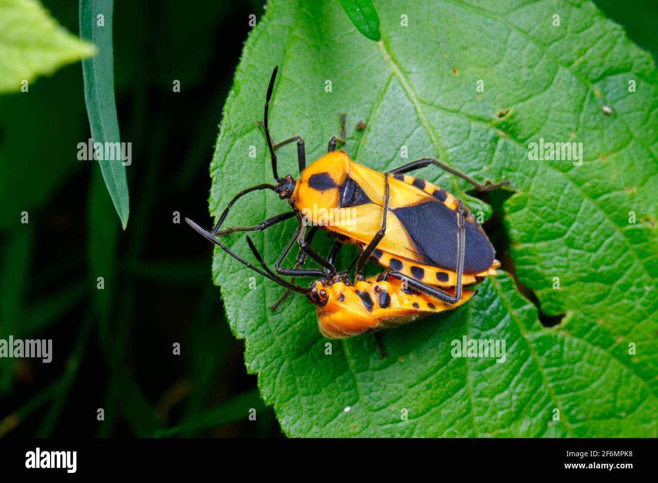 Giant Milkweed Bugs, Sephina gundlachii, mating on a vine Stock Photo - Alamy