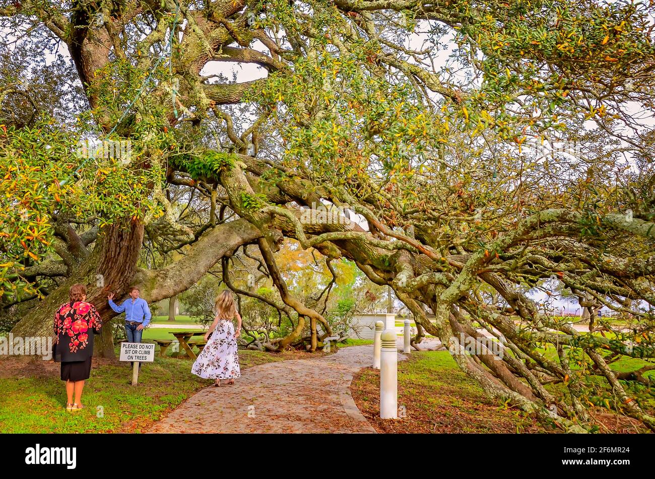 Jefferson Davis Family Tree