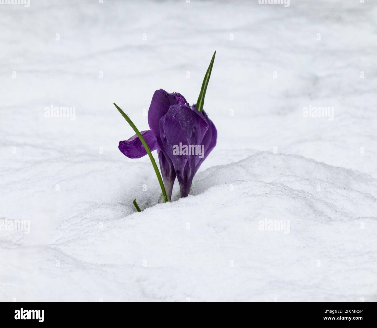 A crocus plant, Crocus sativus, covered in an early spring snow in a ...