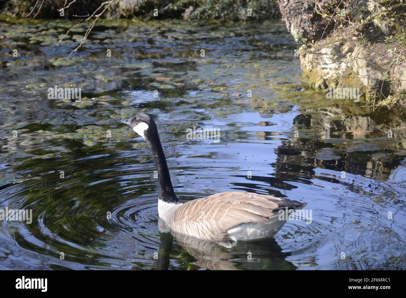 The first sunny days in spring in Germany with beautiful vegetation ...