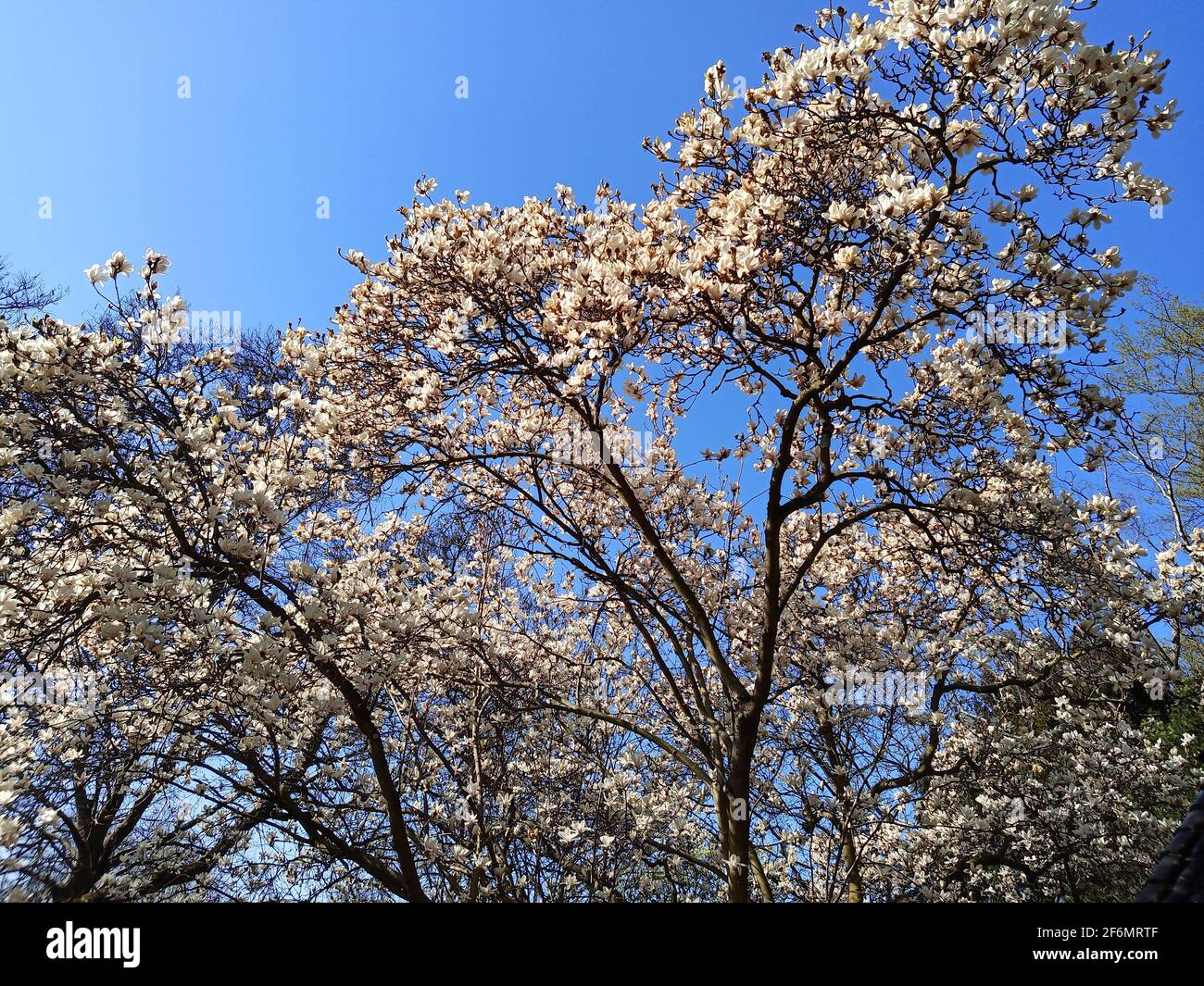 The first sunny days in spring in Germany with beautiful vegetation ...