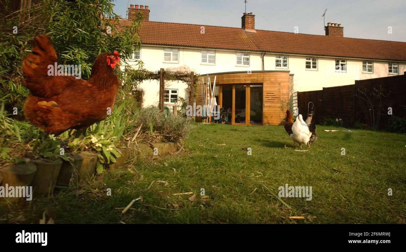 JULLIET BERNARD WITH HER CHICKENS AT HER HOME IN WELYN GARDEN CITY.16/4 ...