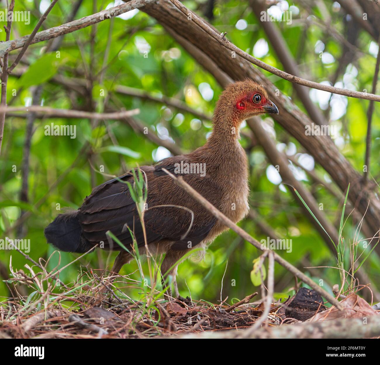 Young Australian brush-turkey (Alectura lathami) foraging in the forest ...