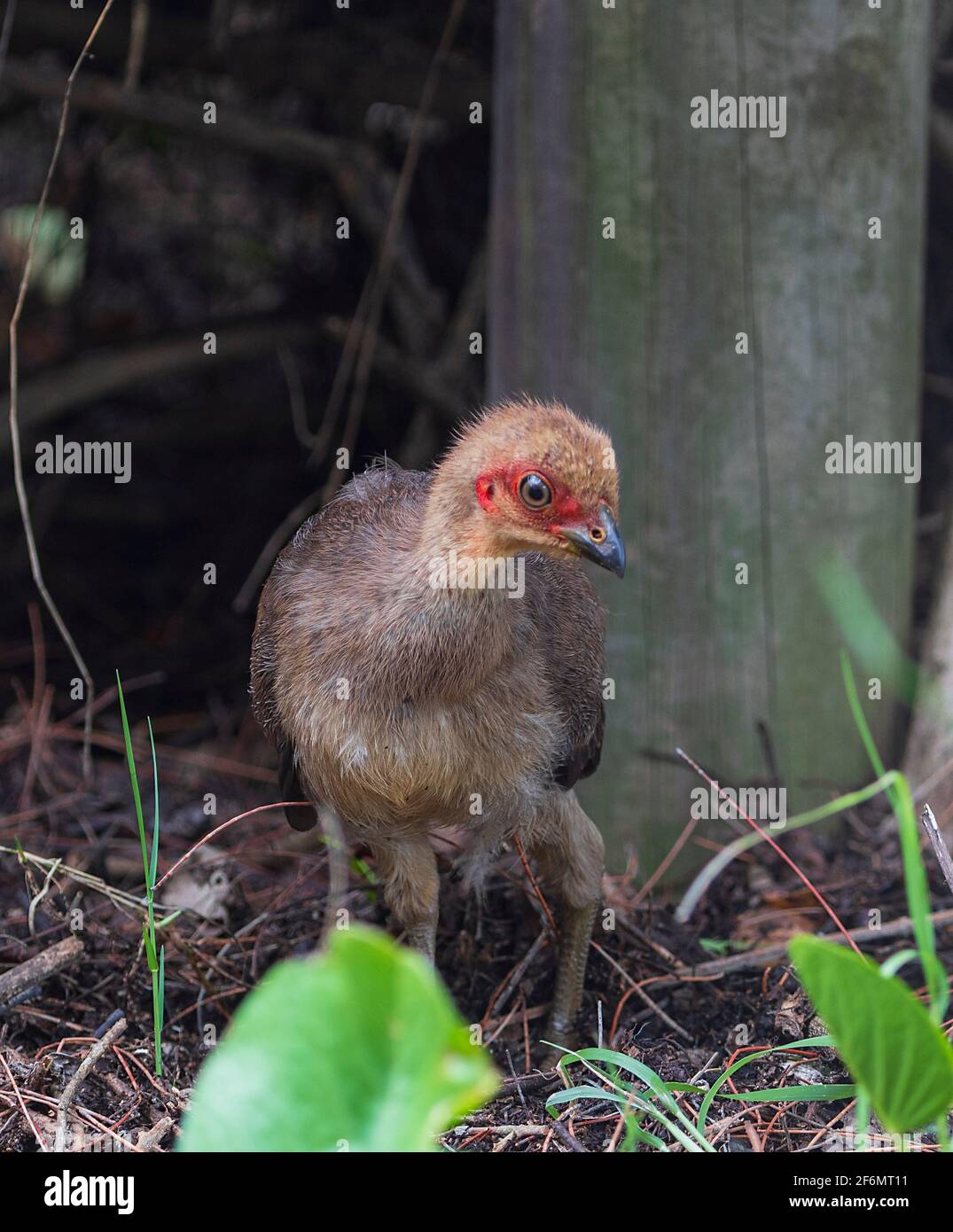 Vertical view of a young Australian brush-turkey (Alectura lathami ...