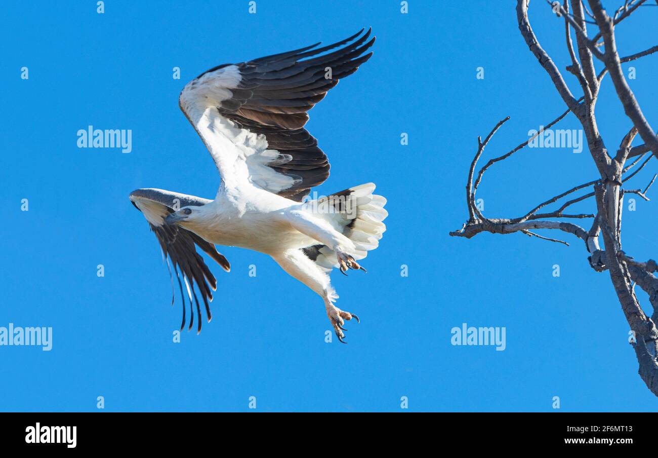 White-bellied Sea-eagle (Haliaeetus leucogaster) taking off from a tree ...
