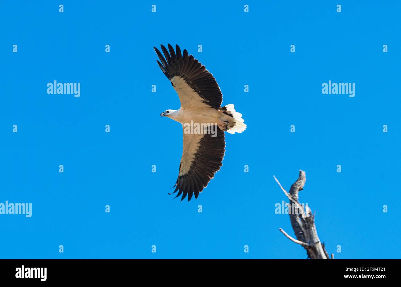 White-bellied Sea-eagle (Haliaeetus leucogaster) in flight with ...