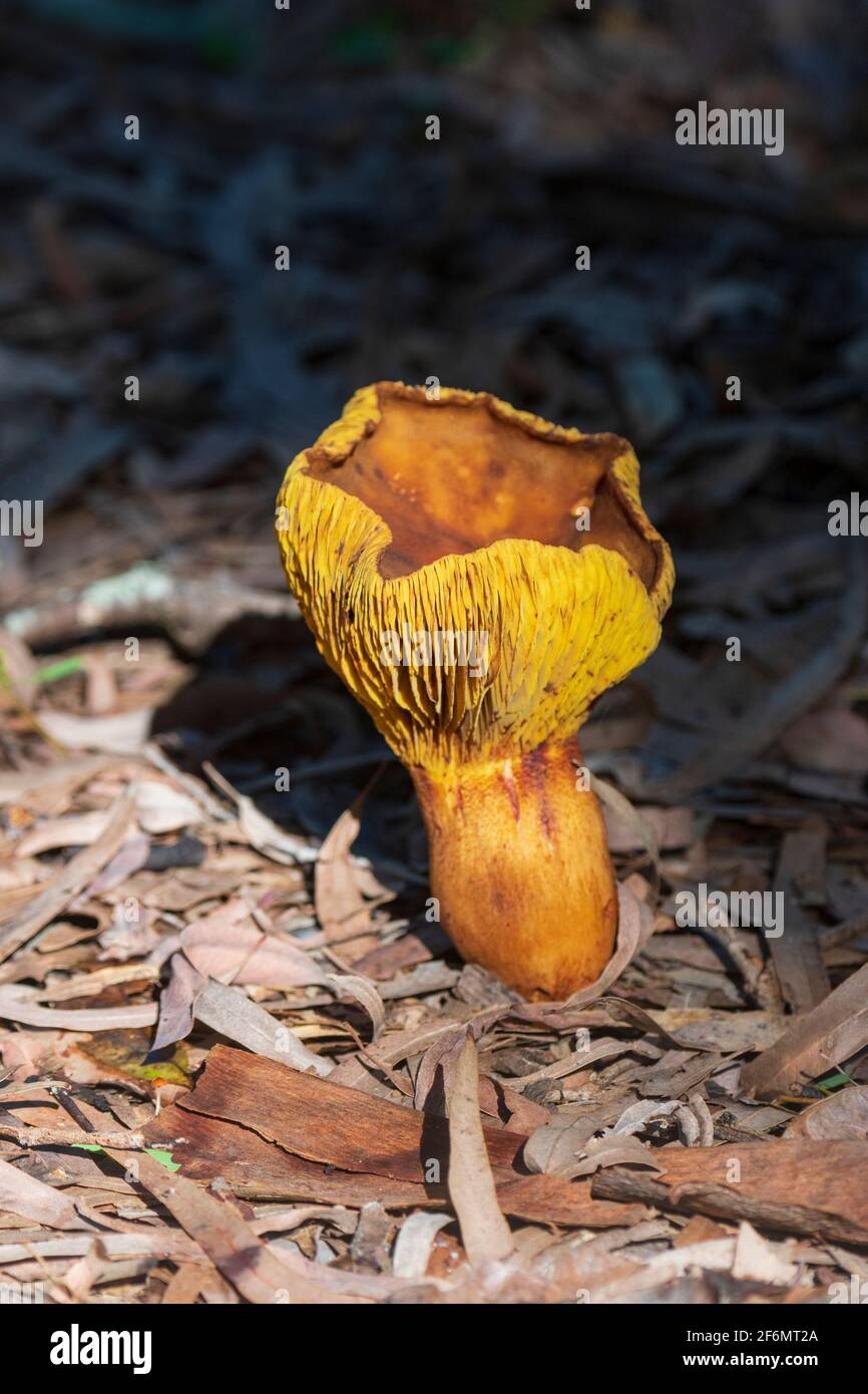 Australian fungus hi-res stock photography and images - Alamy