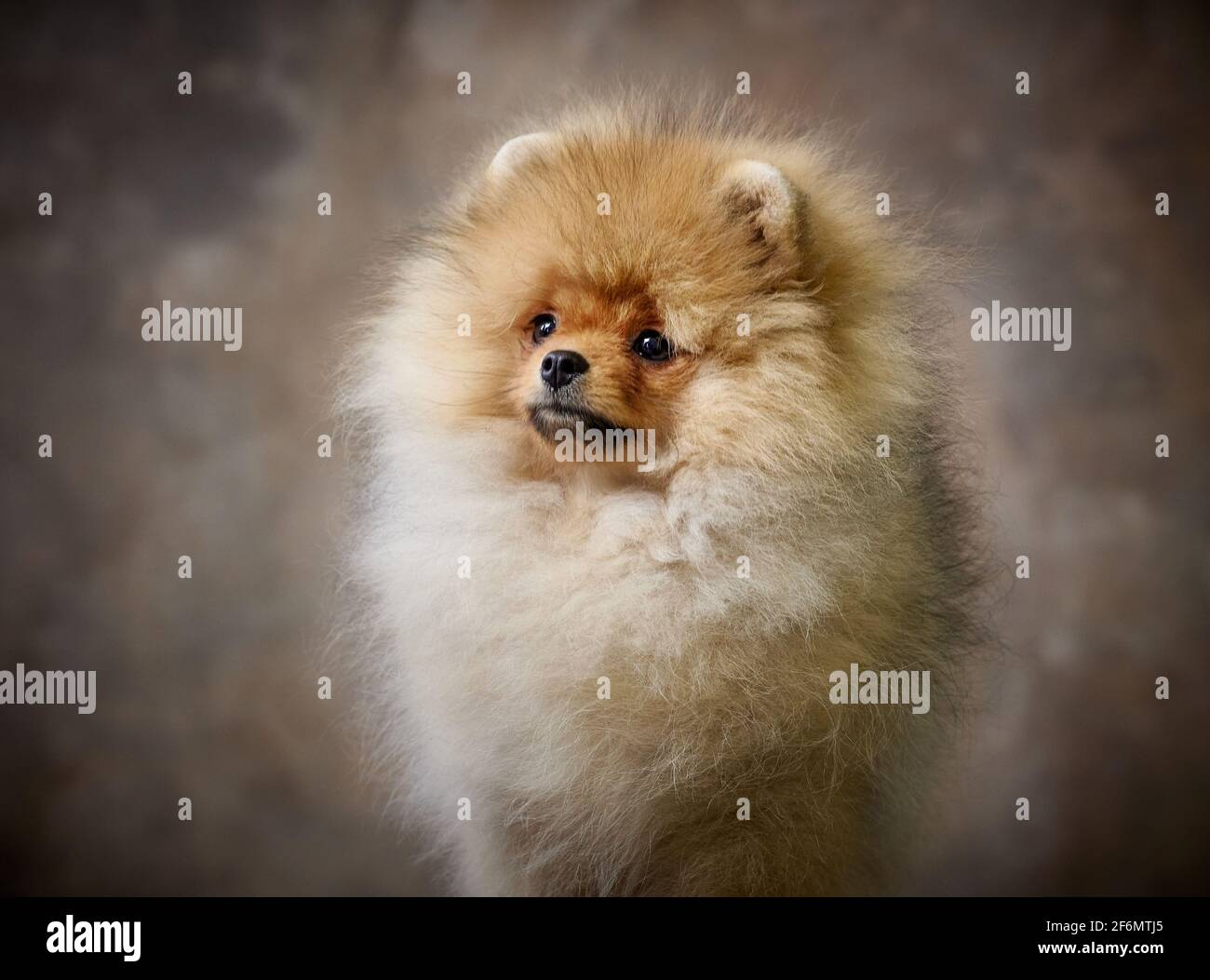 portrait of miniature pomeranian spitz puppy Stock Photo - Alamy