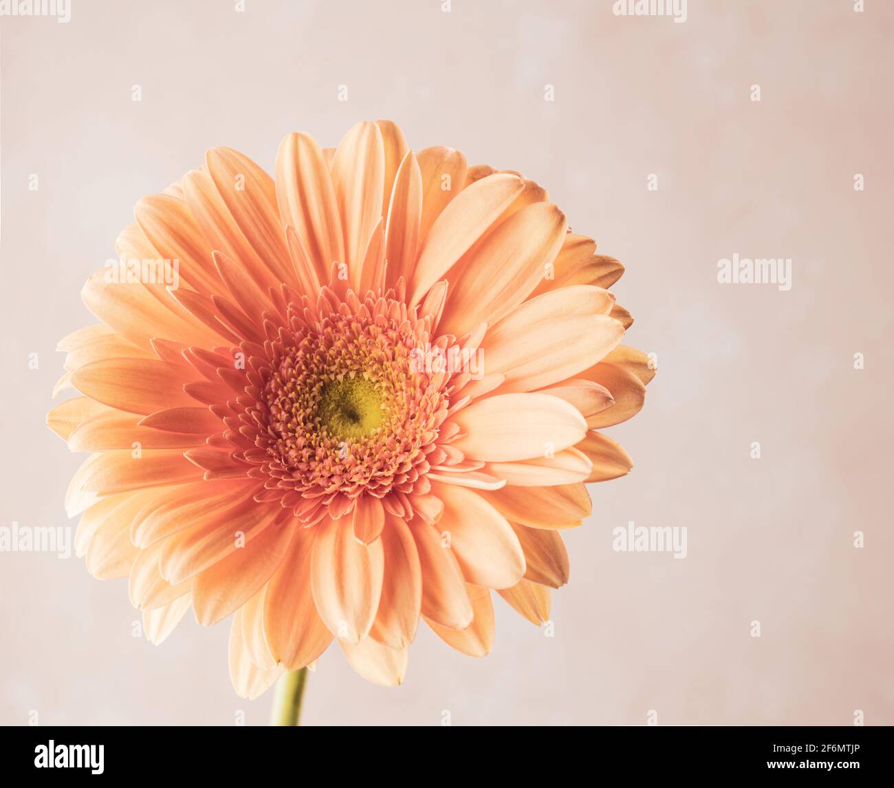 beautiful fresh gerbera flower on pastel color background, macro Stock ...