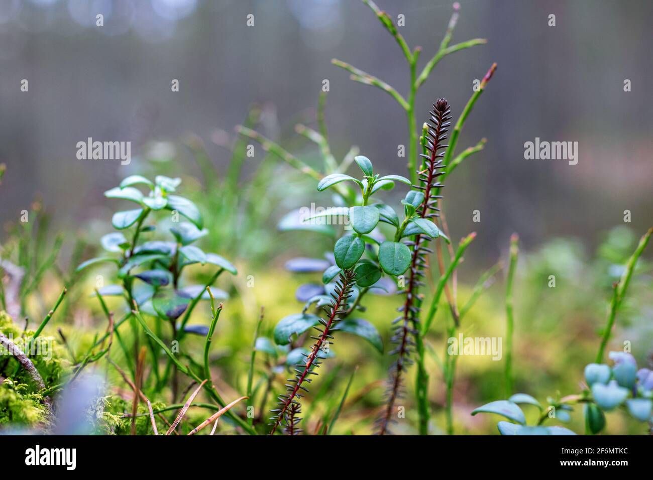 Various berry plants hi-res stock photography and images - Alamy
