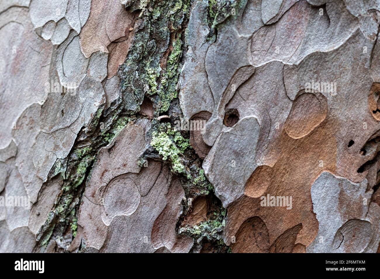 Tree skin texture hi-res stock photography and images - Alamy