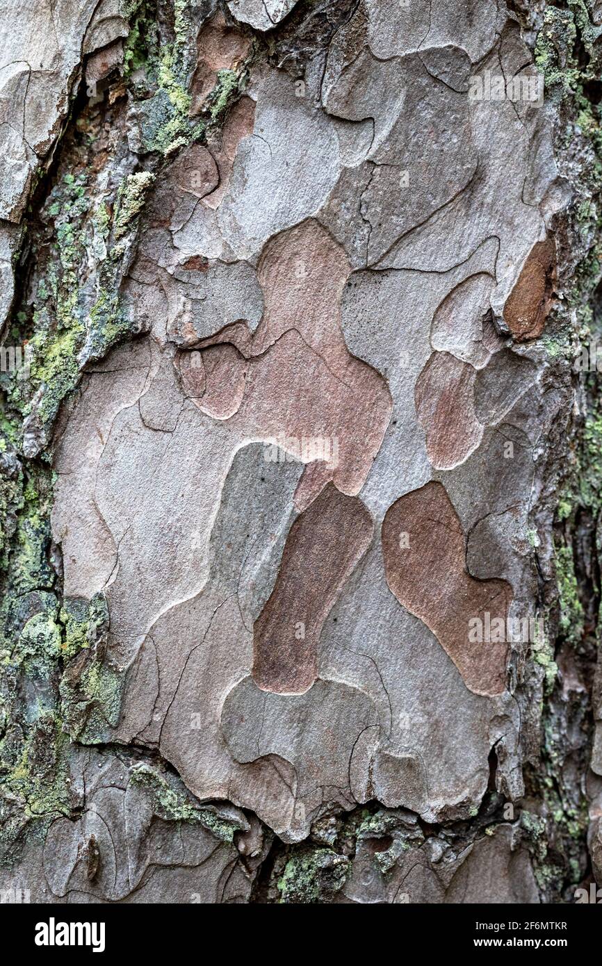 Tree skin texture hi-res stock photography and images - Alamy
